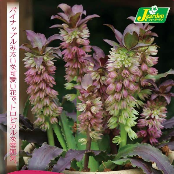 ユーコミスは南アフリカ原産で別名を「パイナップルリリー」とも呼び、属名はギリシャ語で「美しい頭の毛」を意味します。「チョコレートパイン」は、花はチョコレート色のバイカラーで初夏から夏にかけてかわいらしい花が咲く品種です。葉は出始めが美しい黒...