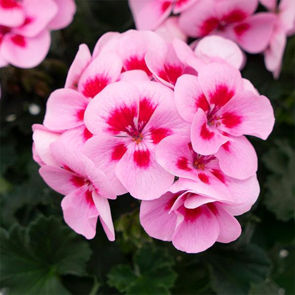 ダークリーフとピンクの花のコントラストがとてもよく映える新しい品種です。暑さにも強いです。性質も強健で多花性です。※詳しい商品説明は下のほうに記載があります