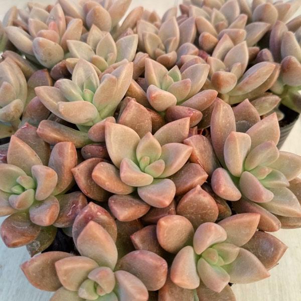 色も形もバリエーション豊富で楽しい多肉植物。水やりなどの手間がかからず、年間を通して美しい色が楽しめます。色や形の面白いものを組み合わせて、人気の多肉植物の寄せ植えやタブローづくり、リース作りをお楽しみください。小さなブリキポットやコーヒー...
