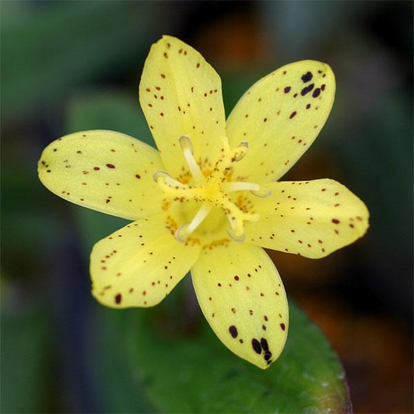 黄花ホトトギスは草丈40cm〜1m位の宿根草で、どんな土地にもよく生育する切花用優良種です。8月下旬〜10月頃開花し、百合に似たかわいい花をたくさんつけます。ホトトギスは山野の湿り気のある場所や林の中に自生する山野草です。花びらに多数の斑が...