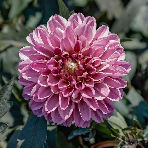 シックな黒葉に色鮮やかな花が映える、黒葉の中輪系ダリア・ミスティックノワール。春から秋までずっと美しい葉色がつづきます。株張りがよく、露地植えでは膝丈サイズまで大きくなり、こんもりとした株姿となり、次々に開花します。鉢植えでもその鉢のサイズ...
