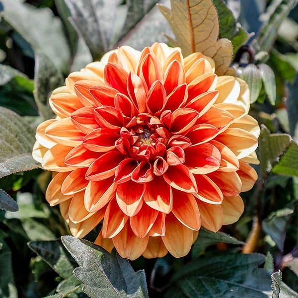 シックな黒葉に色鮮やかな花が映える、黒葉の中輪系ダリア・ミスティックノワール。春から秋までずっと美しい葉色がつづきます。株張りがよく、露地植えでは膝丈サイズまで大きくなり、こんもりとした株姿となり、次々に開花します。鉢植えでもその鉢のサイズ...