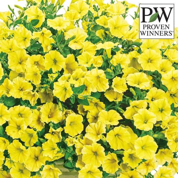 ★入荷から日数が経ったためセール価格となりました。商品の状態は画像と異なる場合があります。★スーパーチュニア・ビスタミニは、PWの強健なペチュニア・スーパーチュニア・ビスタの小輪・コンパクトタイプです。従来のスーパーチュニアの中でも特に分枝...