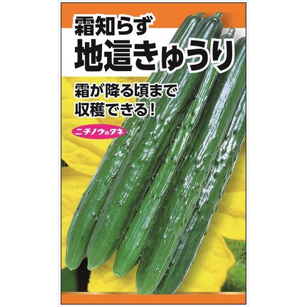 種 タネ地這でも棚でも栽培可能。株持ちがよく、遅くまで栽培できるキュウリです。※詳しい商品説明は下のほうに記載があります