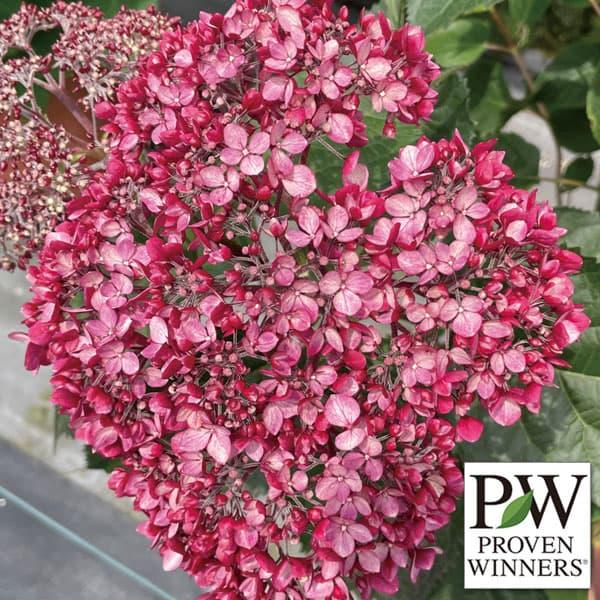 紫陽花 PW 大きな手毬状の花で人気の高いアナベルの改良品種で、アメリカアジサイの中では最もコンパクトな品種が登場しました！樹高は成長時でも80cmくらいまでに収まり、花付きがよく茎も丈夫で花が倒れにくい品種。ガーネットは花色が成長するにつ...