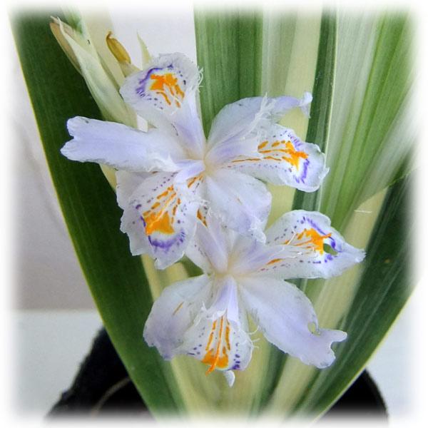 シャガは日本に自生するアヤメの仲間では珍しく常緑性。古くから和風庭園を彩る日陰の花として利用されてきました。やさしい草姿はしっとりと落ち着いた雰囲気を漂わせます。非常に丈夫で育てやすく、庭の下草や花壇、切り花にも利用できます。斑入りシャガは...