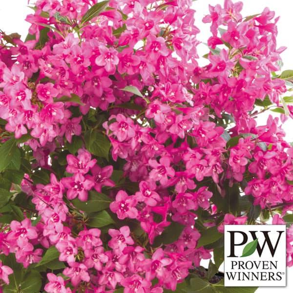 タニウツギ・繰り返し咲く！コンパクトで花つきもよい新品種 PW ★入荷から日数が経ったためセール価格となりました。商品の状態は画像と異なる場合があります。★オオベニウツギやハコネウツギの仲間の落葉低木で、英名はワイゲラまたはワイゲリア(we...