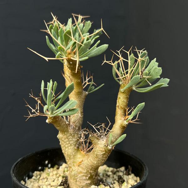 オトンナユーフォルビオイデスは、低木状に育つ灌木コーデックスで別名「黒鬼城」と呼ばれています。小さいうちは表皮が黄土色でなめらかな質感をしていますが、株が成長すると表皮は焦げた色のように変化します。枝から伸びるトゲは花柄が枯れ落ちた後に残っ...