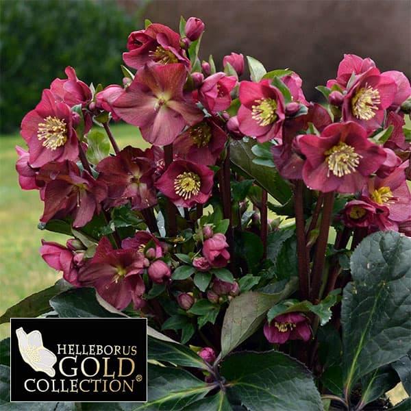 氷の薔薇シリーズは、ドイツ・ホイガー社育成のクリスマスローズ。イタリアーノは新しい氷の薔薇シリーズで、 H.x hybridus, H. x ballardiae, H. lividus.との交配から生まれた異種間交配種（従来の氷の薔薇とは...