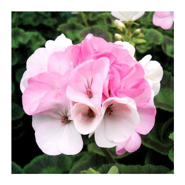 多花性で耐候性が強いホライズンシリーズ ホライズンは株元から良く分枝し旺盛に生育するゼラニウムです。多花性で咲き始めから複数の花茎が上がります。耐候性に優れガーデンでの持ちが良い品種です。アップルブロッサムは淡いピンクの花色。気温が低い時期...