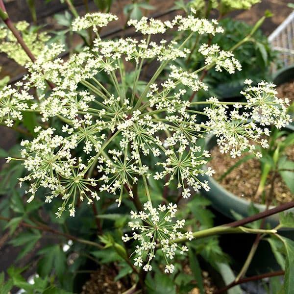 カラトウキ（唐当帰）は中国四川省などに産する中国産のトウキ。日本に自生するヤマトトウキとは別種で、漢方薬では乾燥した根を生薬として利用されています。全当帰・西当帰といった呼び名があります。自家栽培したものを薬用に使うことはできませんが、葉に...