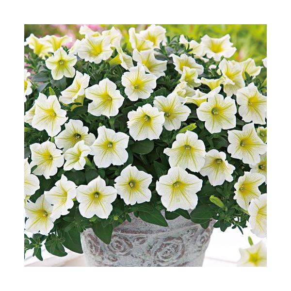 ★入荷から日数が経ったためセール価格となりました。商品の状態は画像と異なる場合があります。★ラブリースカッシュは、非常に丈夫でビギナーの方にも上手に育てられます。生育が非常に旺盛で、春から秋まで株全体に中輪花を咲かせ続けます。また、蒸し暑い...