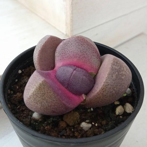 丸みのある多肉質な葉の間から新芽がでる不思議な草姿のプレイオスピロス。ムラサキテイギョクはその紫葉品種です。冬に成長する大型のメセンの仲間で、鮮やかなピンク〜オレンジの花も咲かせます。日照不足に注意して管理ください。鉢植えで、雨のかからない...