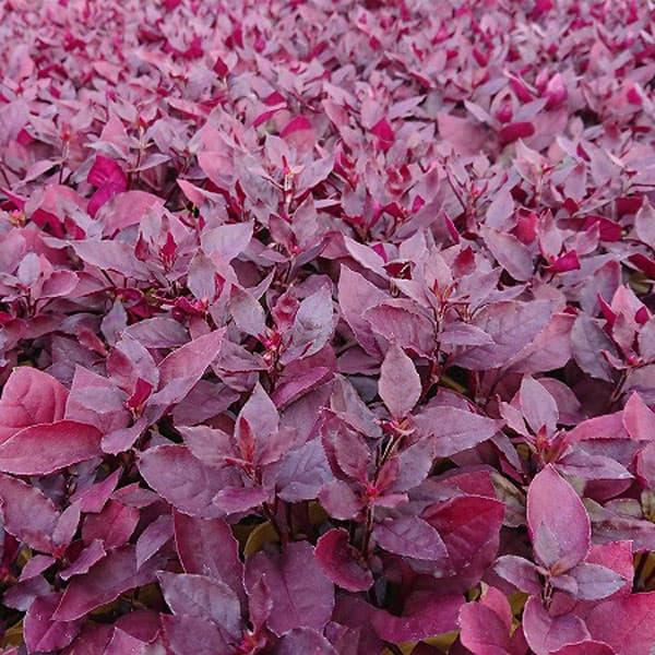 ★徒長しているため特価です★赤葉が美しい千日紅の仲間です。短日植物で秋に日が短くなると白く小さなポンポン花を咲かせ、葉色との対比がきれいです。クリスマスの寄せ植えにもぴったり。春から夏はカラーリーフとして寄せ植えや花壇でお楽しみください。多...