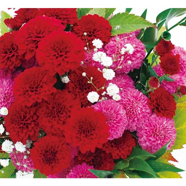 ★入荷から日数が経ったためセール価格となりました。商品の状態は画像と異なる場合があります。★かわいいコンビネーションの2種2株植え！秋咲きのマム（菊）の中から咲き方や彩りのバランスがよい2品種を組み合わせて混色植えしたポット苗です。プランタ...