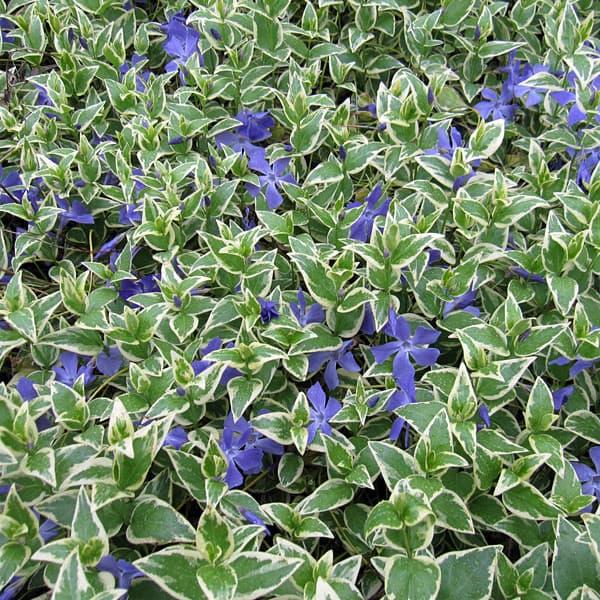 キョウチクトウ科の多年草です。株元から多数の茎が伸び、最初は直立しますが長く伸びるにつれてつる状にほふくしてきます。花壇やプランターの縁取り、グランドカバーやフェンスに最適です。丈夫で生育もよく、育てやすい多年草。ロックガーデンや庭の斜面に...