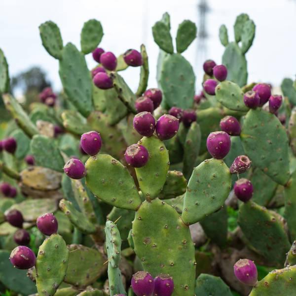 ウチワサボテンは楕円形の平たい茎を持つサボテンの仲間。いかにもサボテンらしい雰囲気で人気です。繁殖力が強く初心者の方でも管理しやすい品種です。トゲが多少あります。初夏〜夏に黄色の花を咲かせた後に、卵型の赤色の実を付けます。洋ナシとメロンの中...