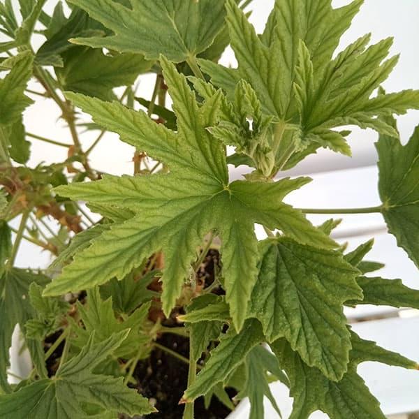 ★入荷から日数が経ったためセール価格となりました。商品の状態は画像と異なる場合があります。★香りを楽しむハーブ、センテッドゼラニウムにはたくさんの品種があります。スーパーレモン・シトロネルムは、一般的なレモンゼラニウムやレモンマートルなど、...