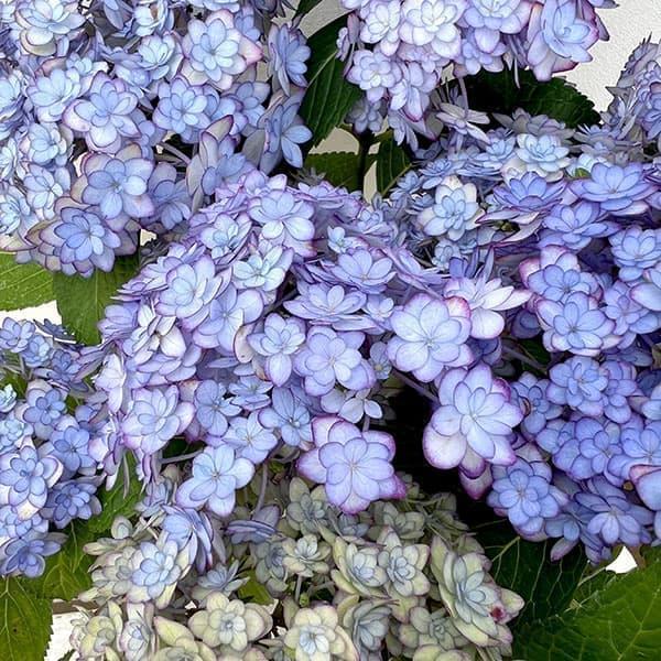 ★この商品は苗木です★庭植え向きの丈夫さを持ち合わせながら、花がバラエティーに富み美しく、毎年よく咲くように改良を重ねた品種群：加茂セレクションのアジサイです。従来のハイドランジア系の品種は地域によっては冬場の乾燥によって花芽が枯れてしまう...