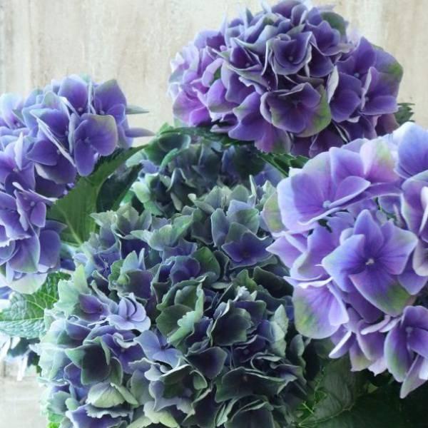 マジカルシリーズは切り花用に育種された品種。茎が強くて丈夫なので庭植えもでき、開花後は秋色の変化まで長く楽しめます。ヨーロッパでもとても人気があるシリーズです。華やかな中にもシックな雰囲気の花色が魅力的な品種です。★苗木でのお届けです★※詳...