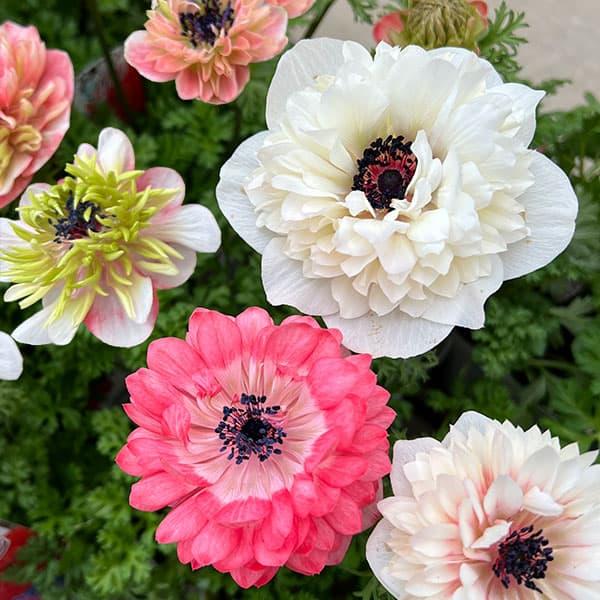 ★入荷から日数が経ったためセール価格となりました。商品の状態は画像と異なる場合があります。★リリカはアネモネの完全な八重咲品種です。埼玉県の石河氏育成品種で、1輪の花に200〜250枚もの花弁がつき、大輪の花となります。見ごたえ抜群！1株に...