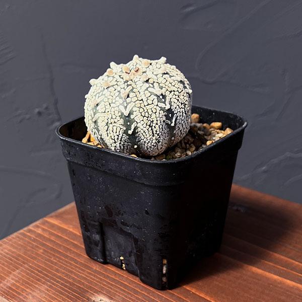 ★現品販売★タイの多肉植物のブリーダーに譲って頂いたアストロフィツムＶタイプコレクションです。アストロフォツム兜はアメリカのテキサス州南部からメキシコ北部原産の夏型多肉です。トゲが退化したサボテンの仲間で、有星類とも呼ばれます。多肉植物です...