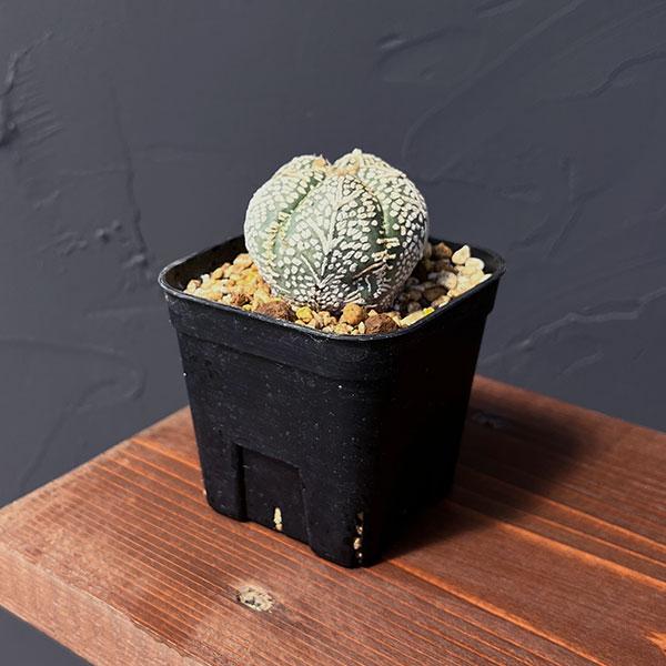 ★現品販売★タイの多肉植物のブリーダーに譲って頂いたアストロフィツムＶタイプコレクションです。アストロフォツム兜はアメリカのテキサス州南部からメキシコ北部原産の夏型多肉です。トゲが退化したサボテンの仲間で、有星類とも呼ばれます。多肉植物です...