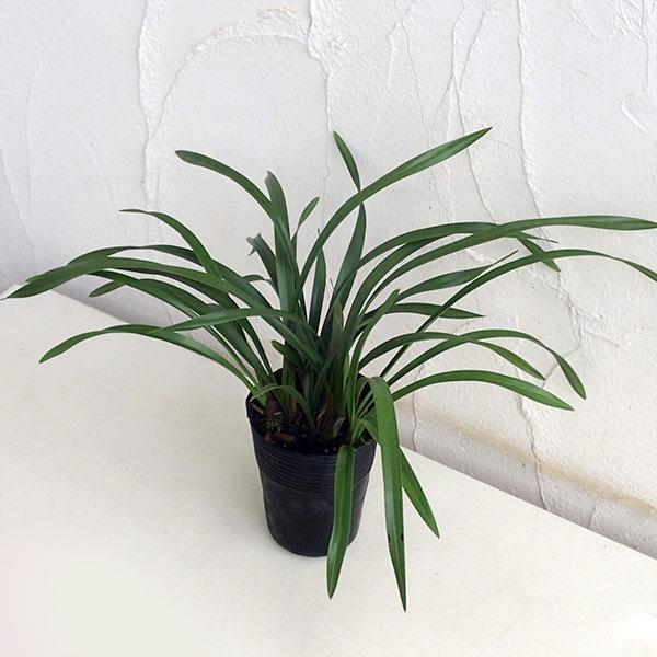 金稜辺（キンリョウヘン）は中国南部・台湾に自生する東洋ランの仲間。長さ20〜30cmの細い葉をもち、葉よりも低い位置にアーチ型の花茎を伸ばし、春に20輪ほどの花を咲かせます。ニホンミツバチの誘引植物として江戸時代から利用され、ミツバチ業界で...