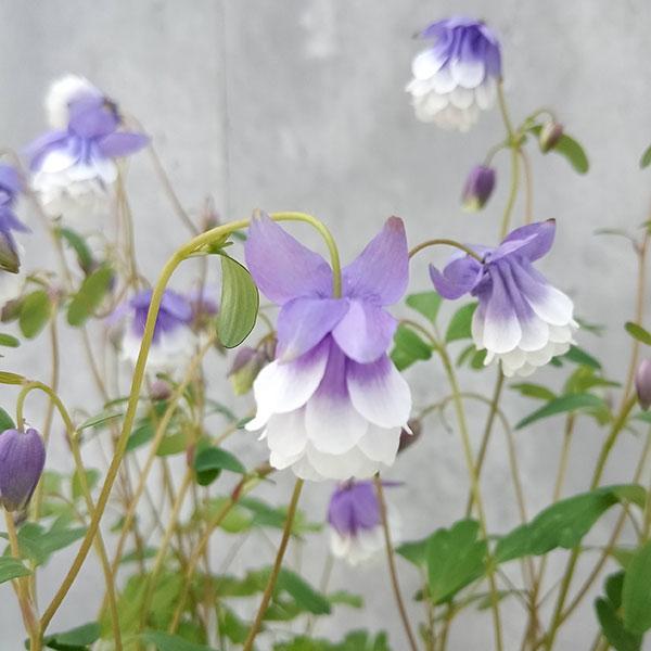 深山オダマキと風鈴オダマキの交配品種。花も葉も草物盆栽におすすめです。花冠は風鈴のように下向きです。★この品種は二色咲きの八重咲きですが、実生（種から育てた）苗のため、花形や花色は若干個体差があり、二色にならない場合もあります。ご返品・交換...