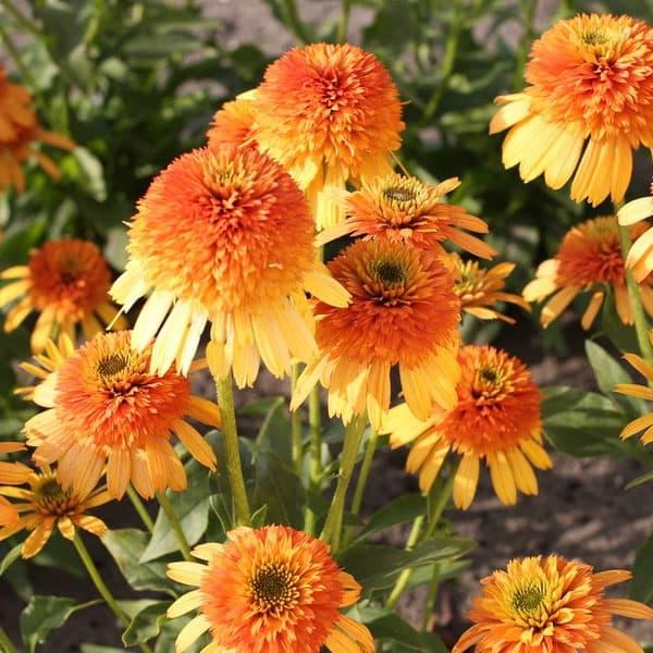 夏の花、エキナセア。印象的な花が花壇で人気です。とても丈夫で栽培しやすい宿根草です。夏の暑さに負けずに開花し続け、冬はマイナス20度くらいの寒さにも耐えます。極寒冷地以外では越冬し、よく分枝して毎年開花します。初夏から秋まで花が楽しめ、水揚...