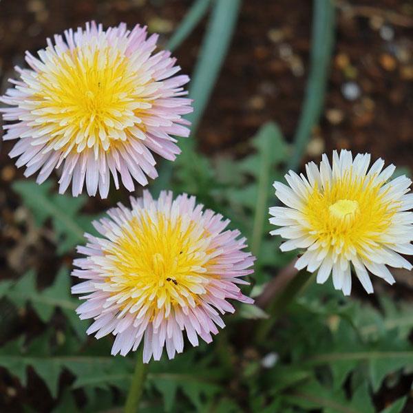 愛らしい淡いピンクの花を咲かせる珍しいたんぽぽです。中央アジア原産の西洋タンポポの中まで、咲き始めは白花で徐々に紅が載ります。良く日に当てる方が紅が帯びます。種ものり丈夫なタンポポです。※詳しい商品説明は下のほうに記載があります