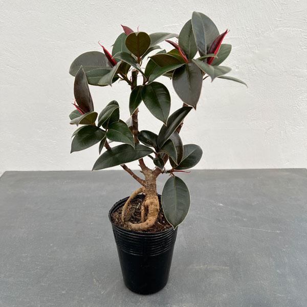 ゴムノキ フィカスボトルツリーで有名な愛知の生産者さんがじっくり育てた根上仕立てのフィカスメラニーです。フィカス メラニーはゴムの木の中では小葉系の美しい品種です。つややかな感じは、品のある大人っぽい雰囲気が感じられます。※詳しい商品説明は...