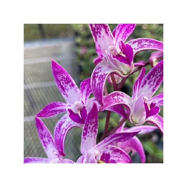 ★花終わりのため特価です。花を切り戻してのお届けとなります。ギフトにはご利用いただけません★美しい花とすばらしい香りが堪能できるラン、キンギアナム。オーストラリアの高原などに自生するデンドロビュームの仲間で、多数の交配種があります。いずれも...