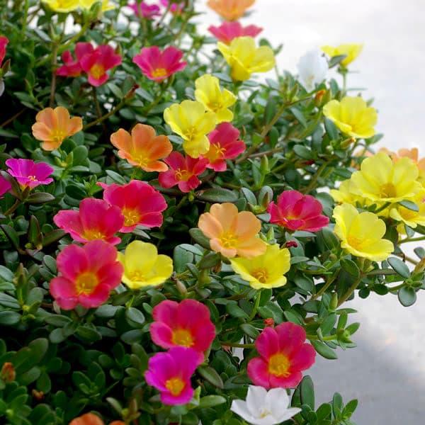 初夏から秋まで咲き続けるポーチュラカ（花スベリヒユ）。水切れに強く、炎天下でも絶えず花を咲かせます。必ず日当たりのよい場所に植えてください。水やりは植えつけ時に少なめに施せば、あとはほとんど不要。水が多すぎると徒長するのでご注意ください。1...
