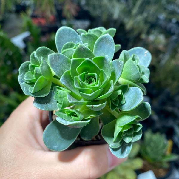 グリーノビアはアエオニウムの仲間の多肉植物で、グリーンの丸葉がロゼット状に成長します。休眠期にはまるで卵のように葉が閉じる面白い多肉植物です。比較的子吹きもしやすい品種です。近年グリーノビア属からアエオニウム属に変更されました。鉢植え、寄せ...