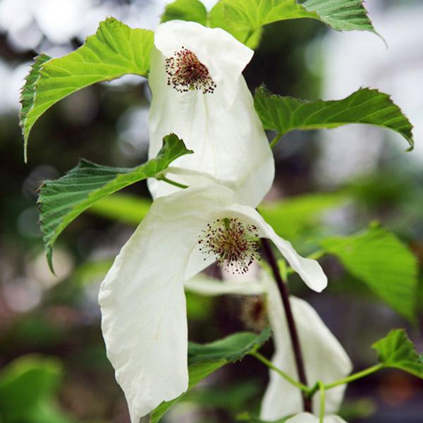 風にひるがえる白いハンカチのようなユニークな花を咲かせるハンカチノキ（ダビディア）。中国西南部原産の落葉高木です。大小2枚の白い苞がユニークで、まるでハンカチのように見えるのでこの名前がつきました。風に揺れ動く様はえもいわれぬ風情があります...