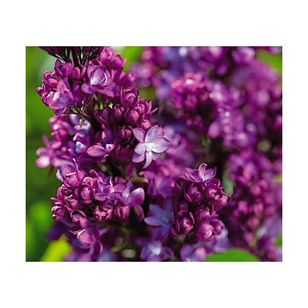 狭い場所でも育てやすい落葉低木 ★入荷から日数が経ったためセール価格となりました。商品の状態は画像と異なる場合があります。★バーチャルバイオレットは濃紫色の一重〜八重咲きライラックです。強い香りがあり、春の新芽と枝も紫色をおびます。直立性で...