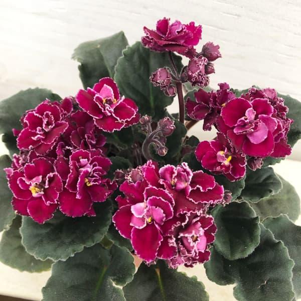 可憐なセントポーリアの鉢植え。きれいな鉢カバー入りです。セントポーリアはアフリカ原産の多年草。四季咲きで上手に管理すれば年間を通して繰り返し花を咲かせます。蛍光灯の明かりでも育ち、インテリアの環境で生育できるので、室内で栽培可能。室内園芸の...