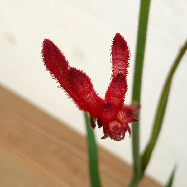 カンガルーポー（アニゴザントス）はオーストラリア南西部に自生する多年草。細い葉を茂らせ、花茎をたくさん立ち上げて花の表面に細かな毛がびっしり生えた筒状の花を咲かせます。独特の花姿が面白く、鉢植えで楽しめます。花は水揚げが良いので切花としても...