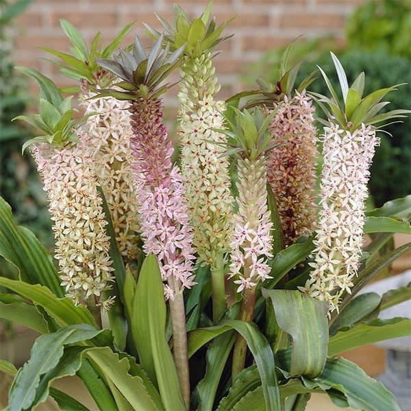 パイナップルリリ―・コモサの超特大球根です。ここまでの球根はなかなか出ないため、限定販売です。普通球は球周（球根の周囲の長さ）14〜16cmですが、この球根は30cm前後の巨大さです。普通球と比較して、栽培1年目は花が大きく茎も太くなります...