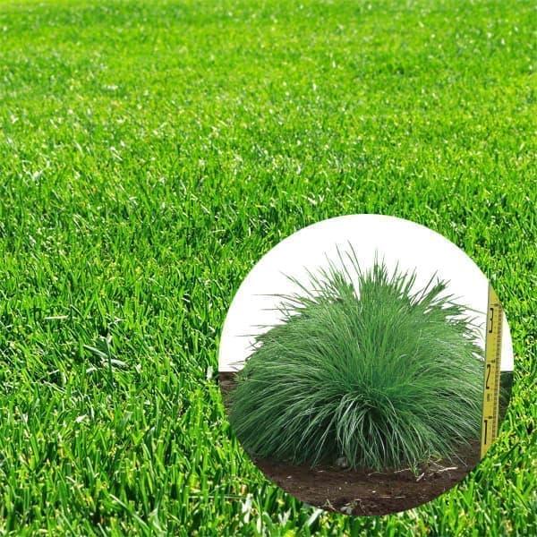 ★入荷から日数が経ったためセール価格となりました。★葉色は濃緑、緻密で高品質なターフを形成します。耐暑性・耐陰性・耐踏圧性に優れ、不良条件下でも比較的高品質を保ちます。放任時は関東以西でも十分に越夏が可能です。ブラウンパッチやダラースポット...