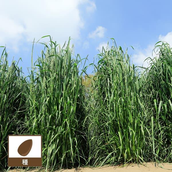 ライジン（F1品種）とゼロワン（硝酸態窒素を蓄積しにくい）両方の特性を併せ持つ次世代のイタリアンライグラスです。株元からの倒伏に強く収穫ロスの少ない品種です。また、倒伏に強いため立毛乾燥し予乾が容易です。「雑種強勢」効果により高収量が望めま...