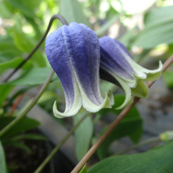 愛好家に人気の高い、壺形の花のクレマチスです。「雫」はアディソニの交配種で、紫に近い濃い青色で内側が白色の、小ぶりで上品なつぼ型の花を咲かせる人気品種。耐寒性、耐暑性があり丈夫で、日光が大好きなヴィオルナ系品種です。開花は4月下旬に草丈30...