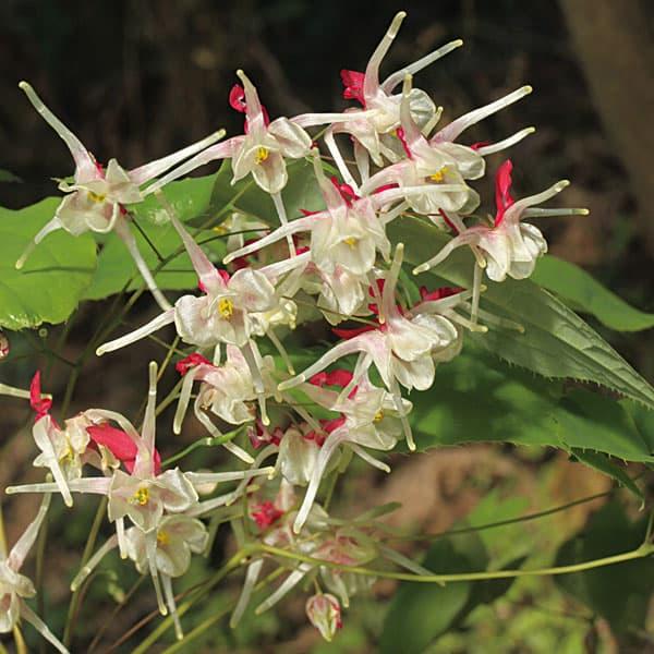 紅白の祝は中国のイカリソウと日本のイカリソウの交配種。純白色と濃紅色のコントラストが大変美しい源平咲き品種です。人気種ですが、まだあまり流通していないレア品種です。イカリソウは主に北海道の中部から本州の日本海側に自生する山野草で、船の碇（イ...