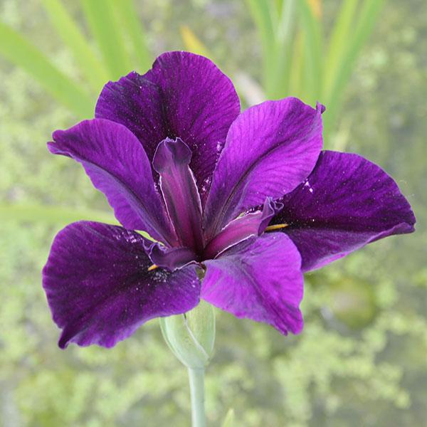 ルイジアナアイリスは、アメリカのルイジアナ州ミシシッピー川に自生する茶ショウブ等の種類から発達した園芸改良種です。近年、アメリカやオーストラリアでの改良が進み、花弁のラッフル化（波状弁）が一段と豪華になりました。花径は7〜15cmで、1本の...