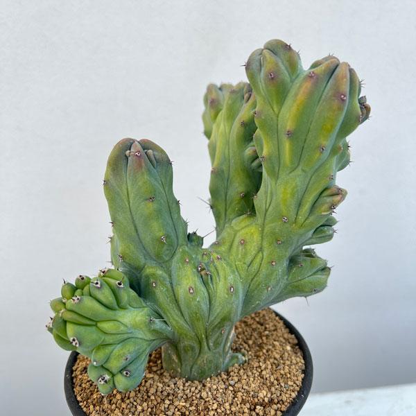 ユニークな形で人気の竜神木その綴化です。ミルティロカクタスはメキシコのオアハカ州に分布する柱サボテンの仲間です。和名では竜神木と呼ばれ、青緑色の株はとても美しく見えます。3月頃に白っぽい花を咲かせます。寒さにやや弱いので、冬は室内へ。日光が...