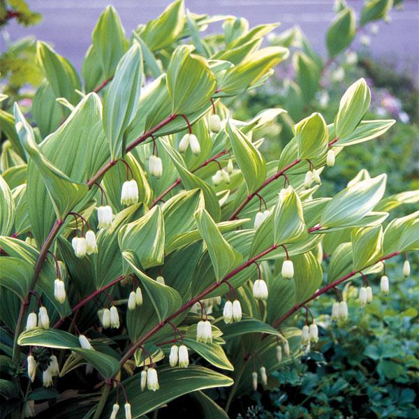 木の下や日陰ですずらんのような清楚な白花を咲かせる宿根草です。黄色の斑入り葉はつやがありしっとりした雰囲気で、日陰も明るく華やいだ雰囲気にしてくれます。栽培はいたって容易で、植え放しでも毎年地下茎で増えていきます。一般的に斑入りナルコユリと...