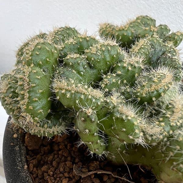 ★入荷から日数が経ったためセール価格となりました。商品の状態は画像と異なる場合があります。★ちょっと珍しいサボテンの仲間。「脳みそサボテン」とも呼ばれるオプンチア・ランセオラータの石化タイプ、青海波です。ユニークな形で成長後が楽しみな品種。...