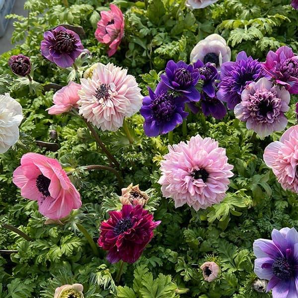 ★こちらの商品は入荷数が少ないため、お1人様あたりのご購入数を制限しています。※詳しい商品説明は下のほうに記載があります