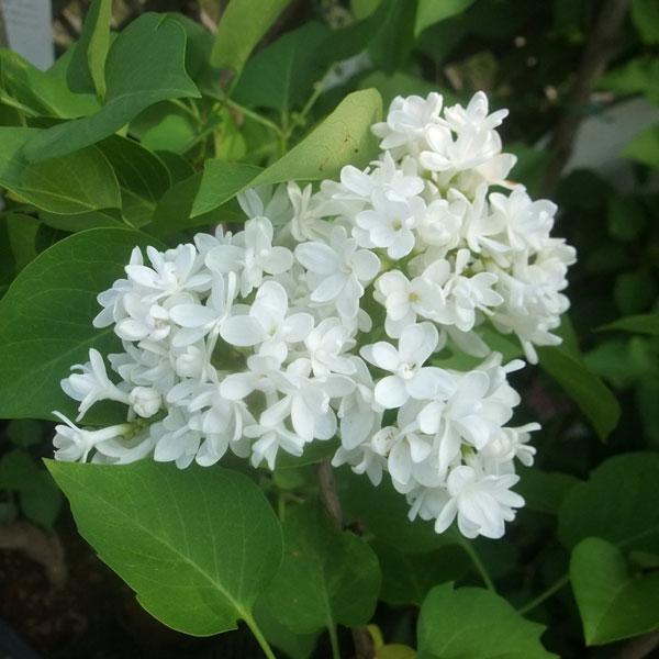 別名リラと呼ばれ枝先に円錐状の小花をたくさん付け、周囲に芳香を漂わせます。庭木としても楽しめ、鉢植えで小振りに育てることもできます。耐寒性に非常に優れ、北国の代表的な花木です。昔は暑さに弱かったのですが、最近の園芸種は耐暑性にも優れています...